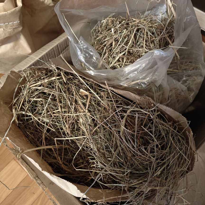 Сено для грызунов бесплатно