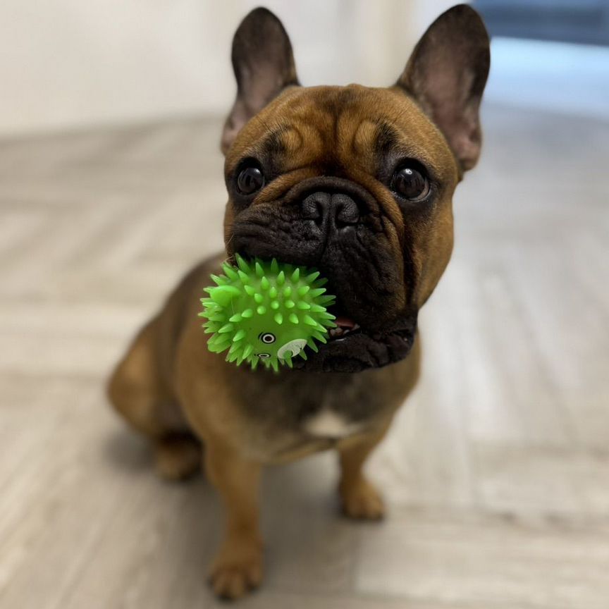 Кобель для вязки французский бульдог