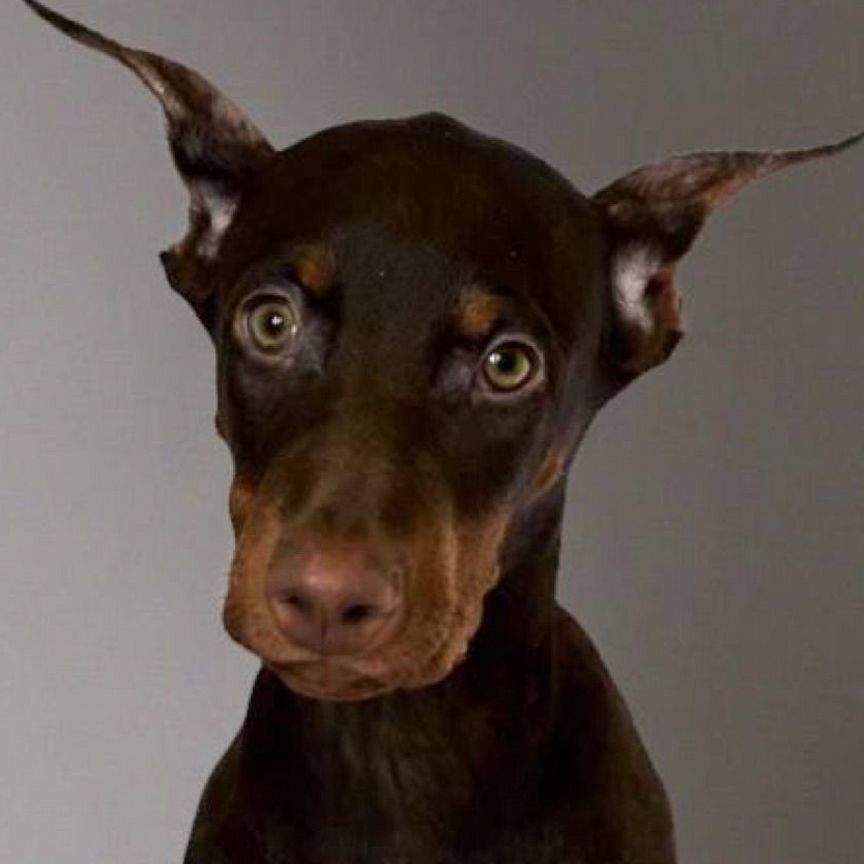 Доберман, щенок