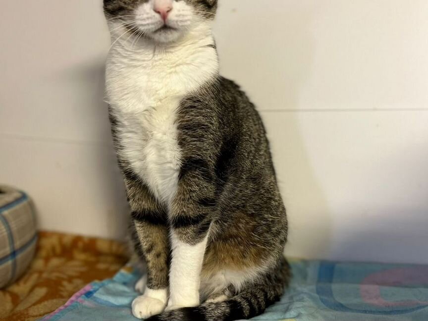 Котику пора домой