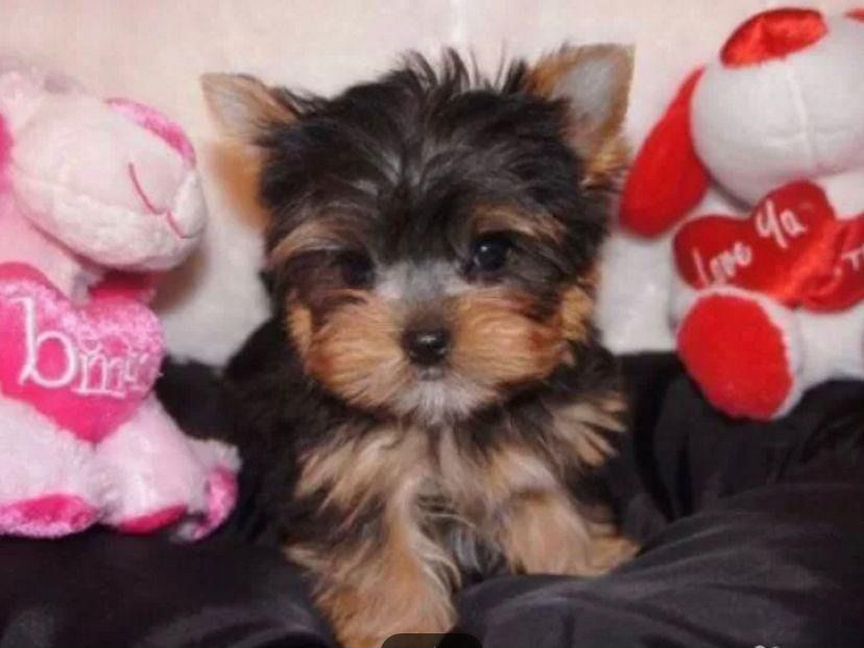 Йоркширский терьер щенки