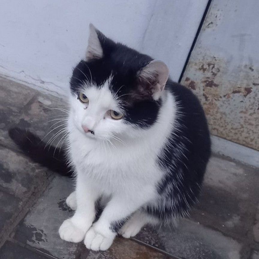 Котята в добрые руки бесплатно мальчик