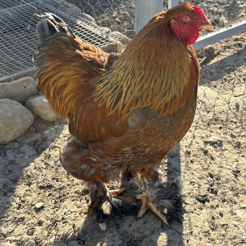 Петушки, Брама,голошейка