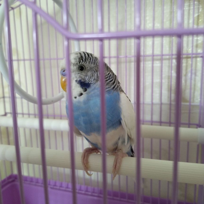 Волнистый попугай самец