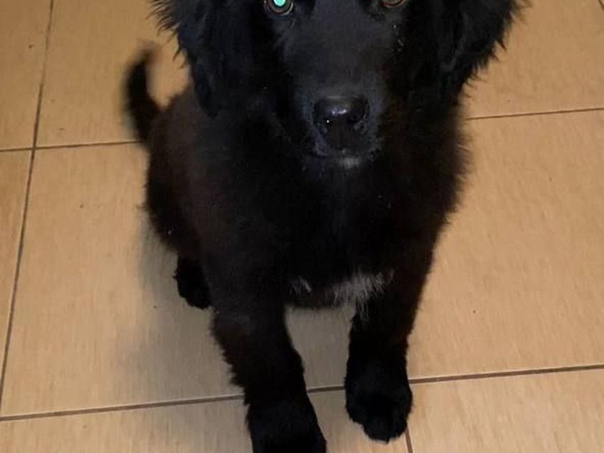 Мальчишка-Чижик