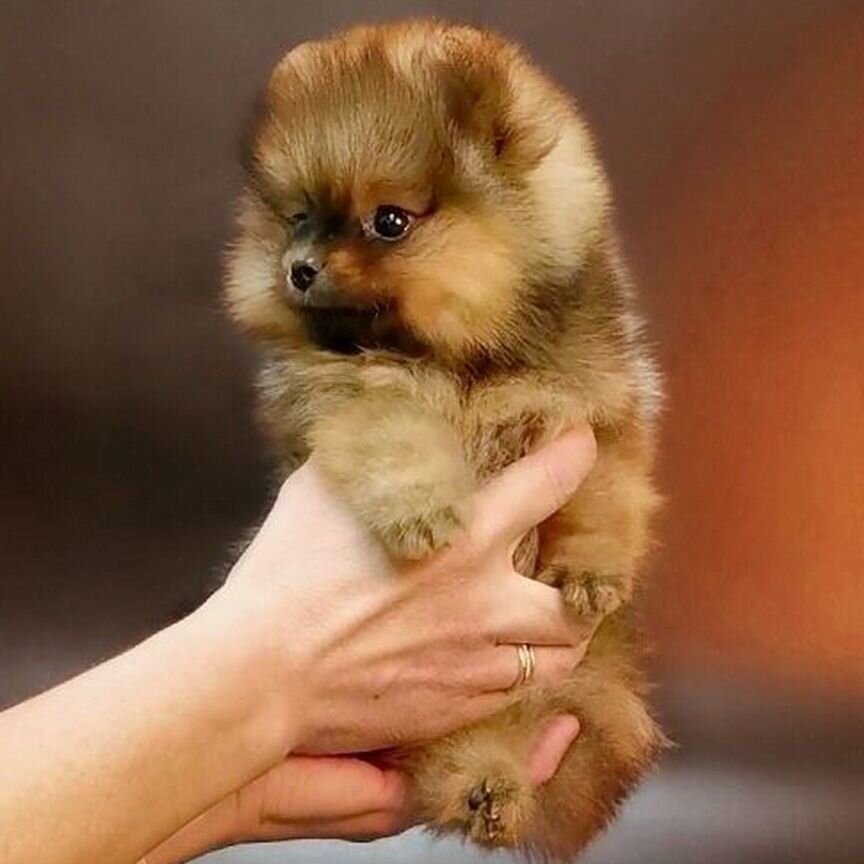 Померанский шпиц, щенок