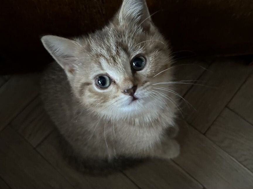 Шотландская девочка