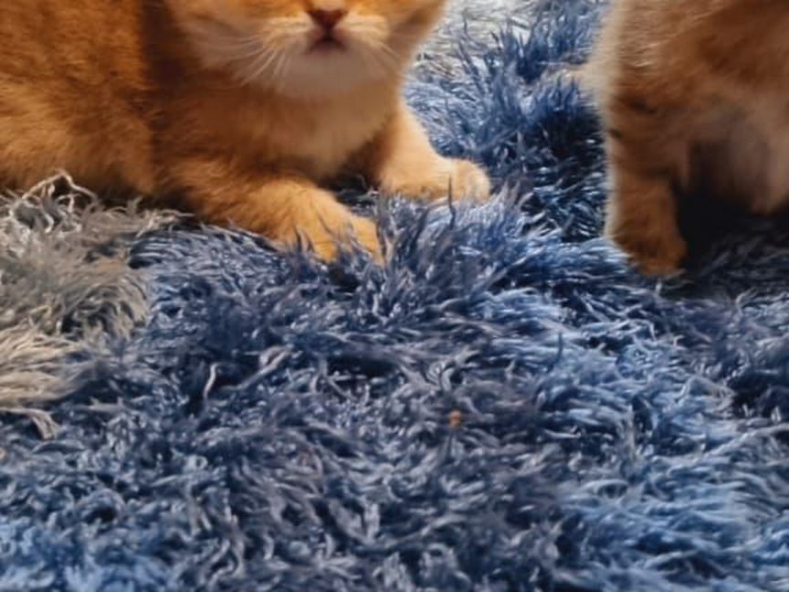Котята шатланские золотая шиншилла