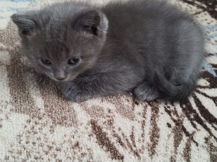 Британская