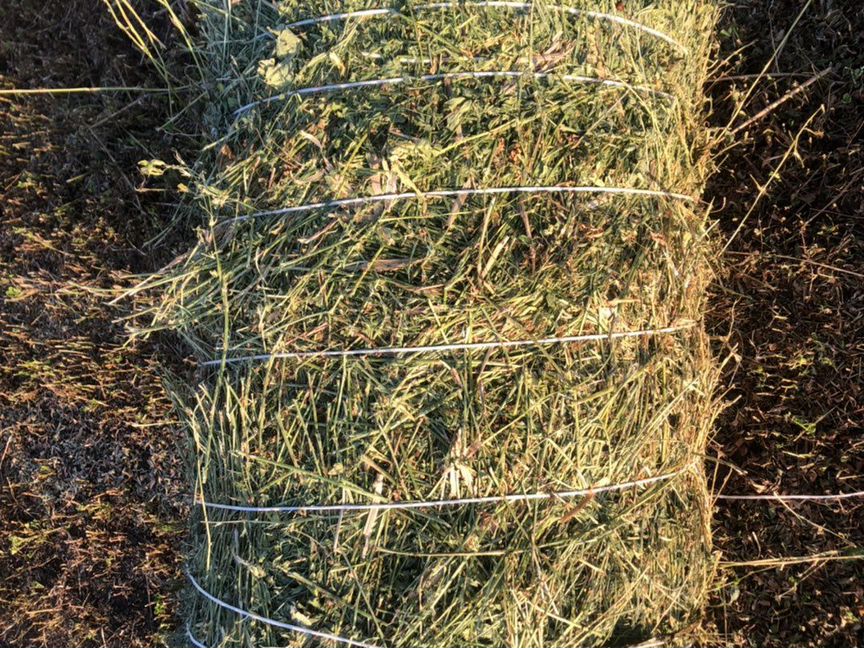 Сено люцерна и луговое