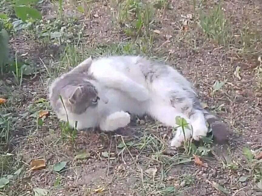 Котенок в добрые руки бесплатно