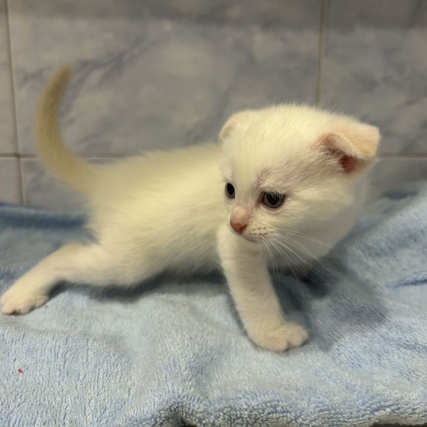 Котята вислоухие