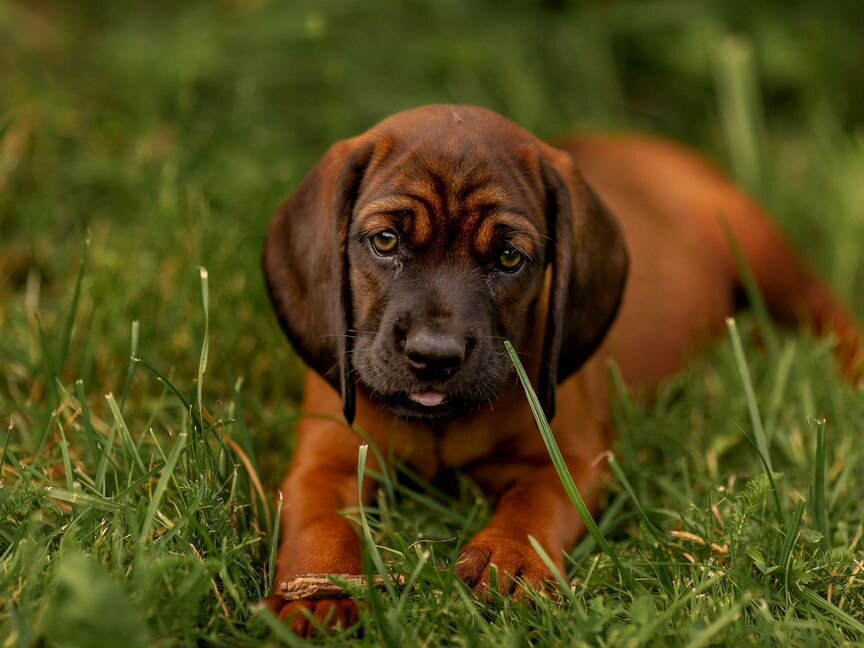 Мальчик баварской горной гончей