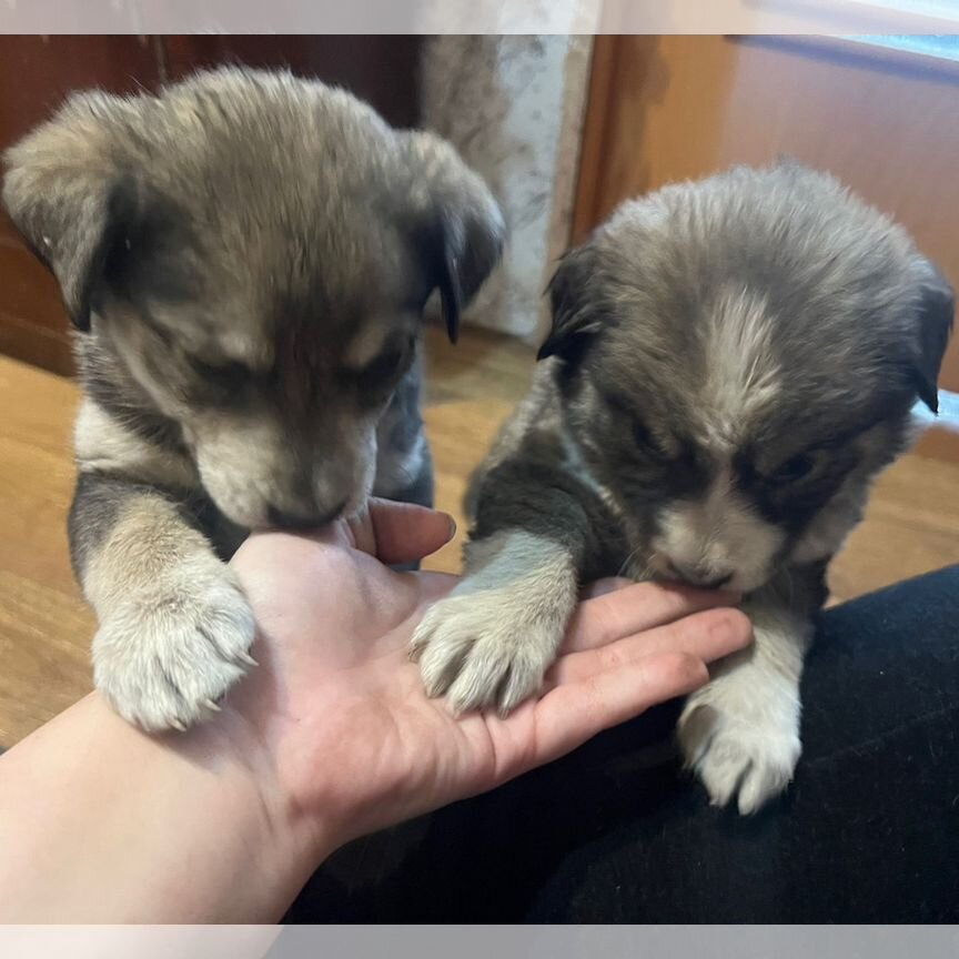 Щенок в добрые руки