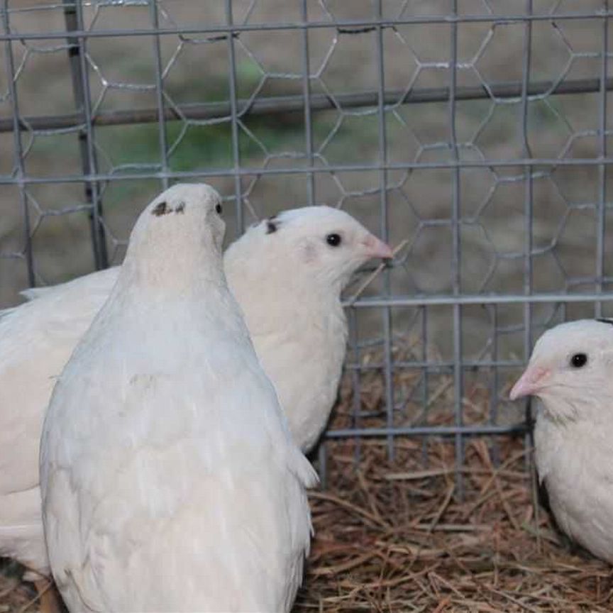 Яйцо перепелов