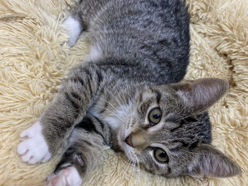 Полосатый котенок мальчик 2 месяца избавились