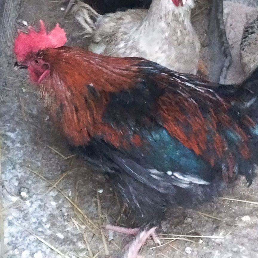 Молодые петухи мараны