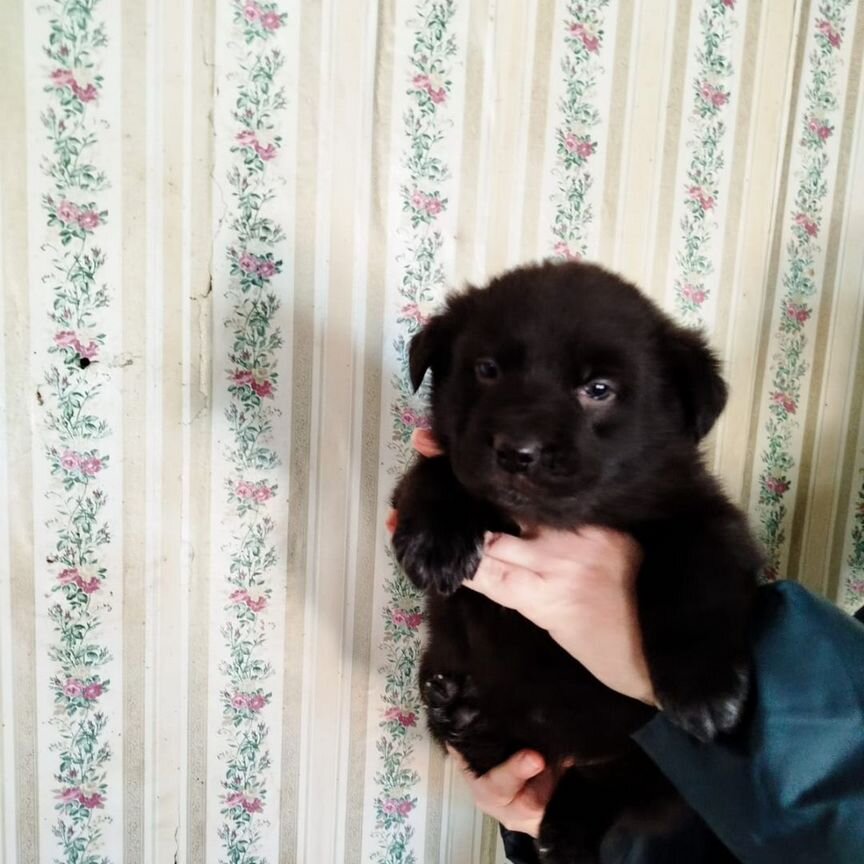Щенки мамы Джуны