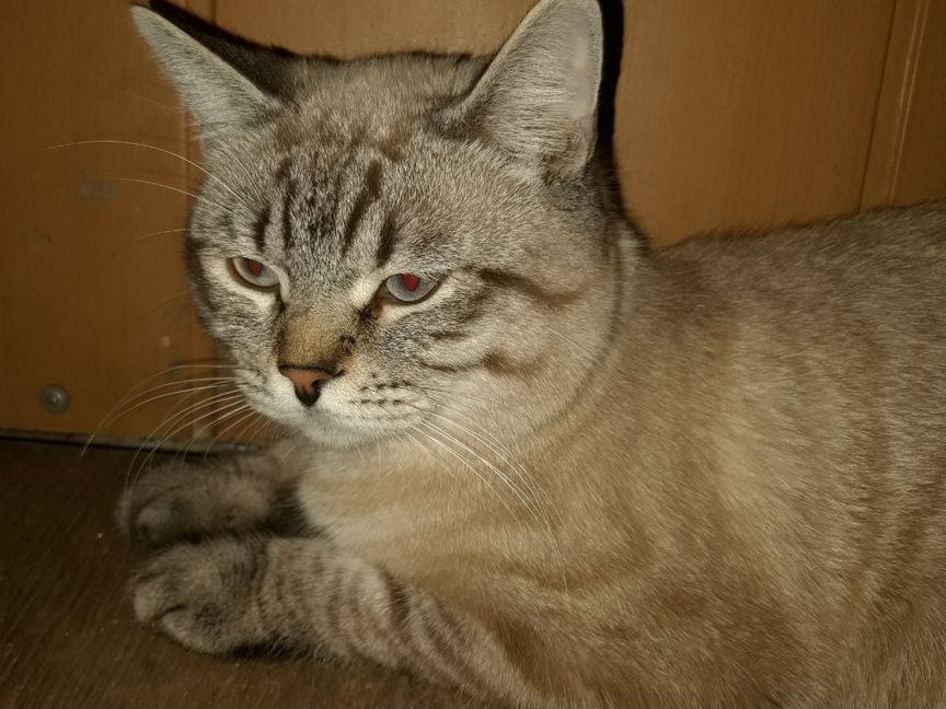 Шотландский прямоухий кот