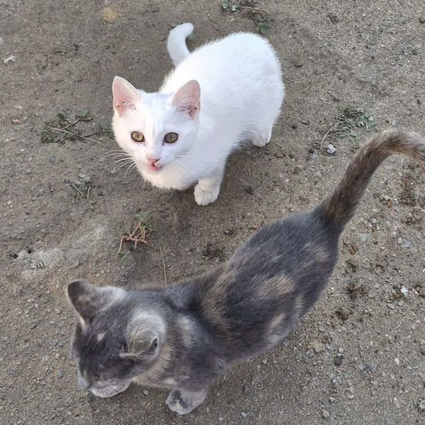 Отдам котят в добрые руки