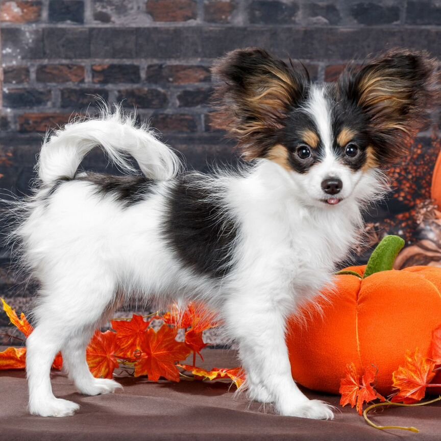 Континентальный той-спаниель папильон, щенок