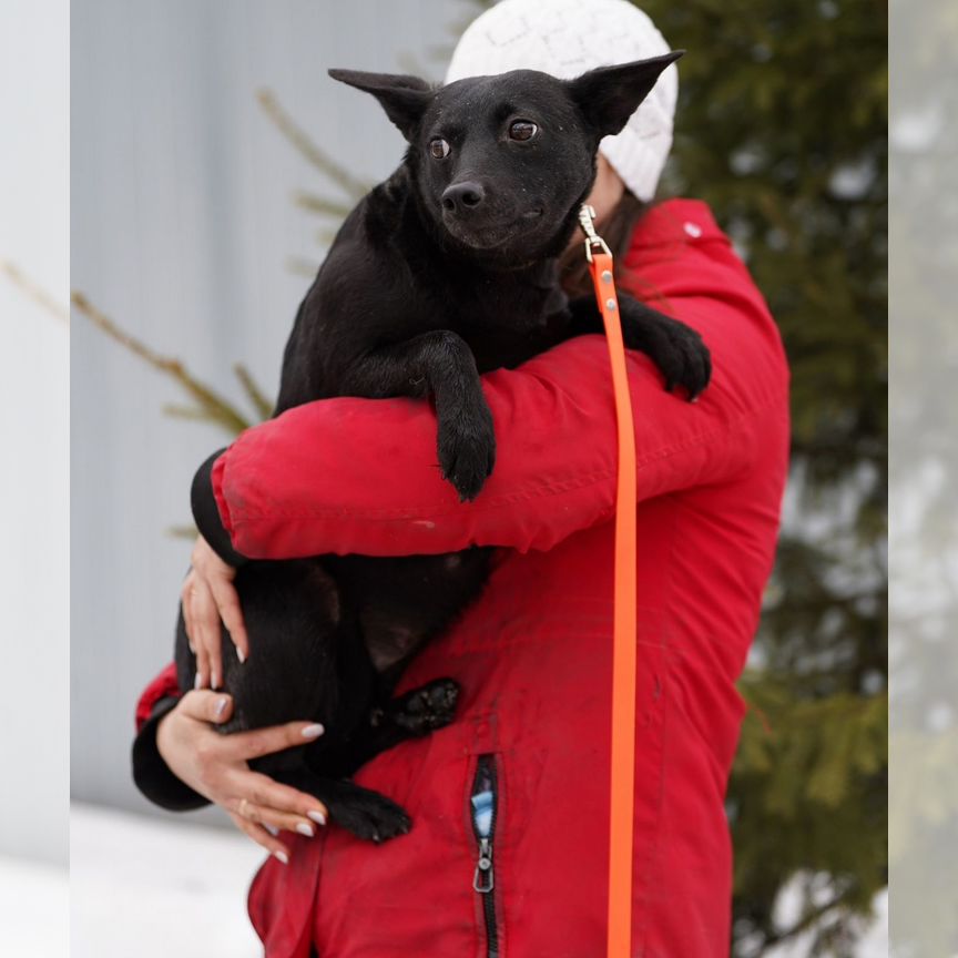 Взрослая собака в добрые руки