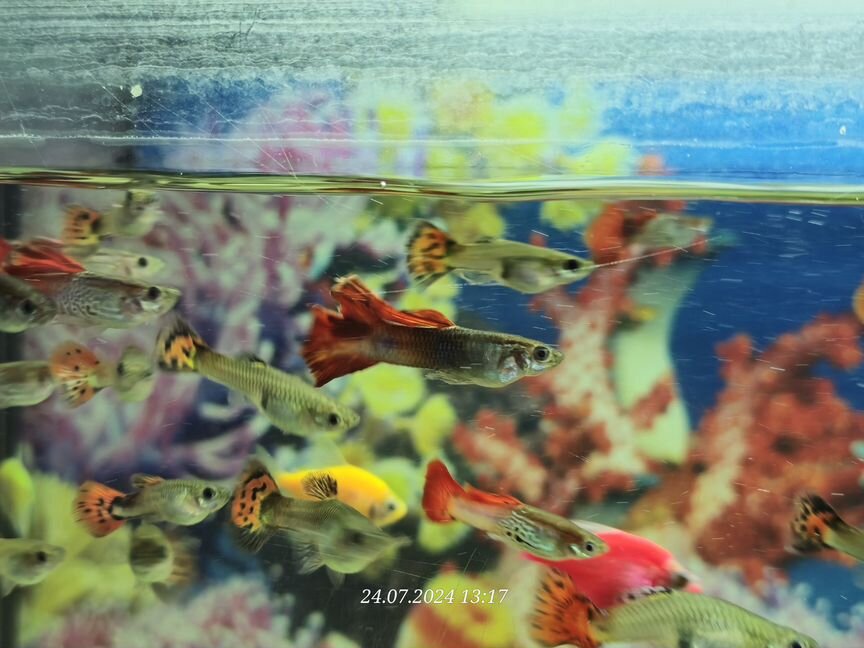 Аквариумные рыбки гуппи