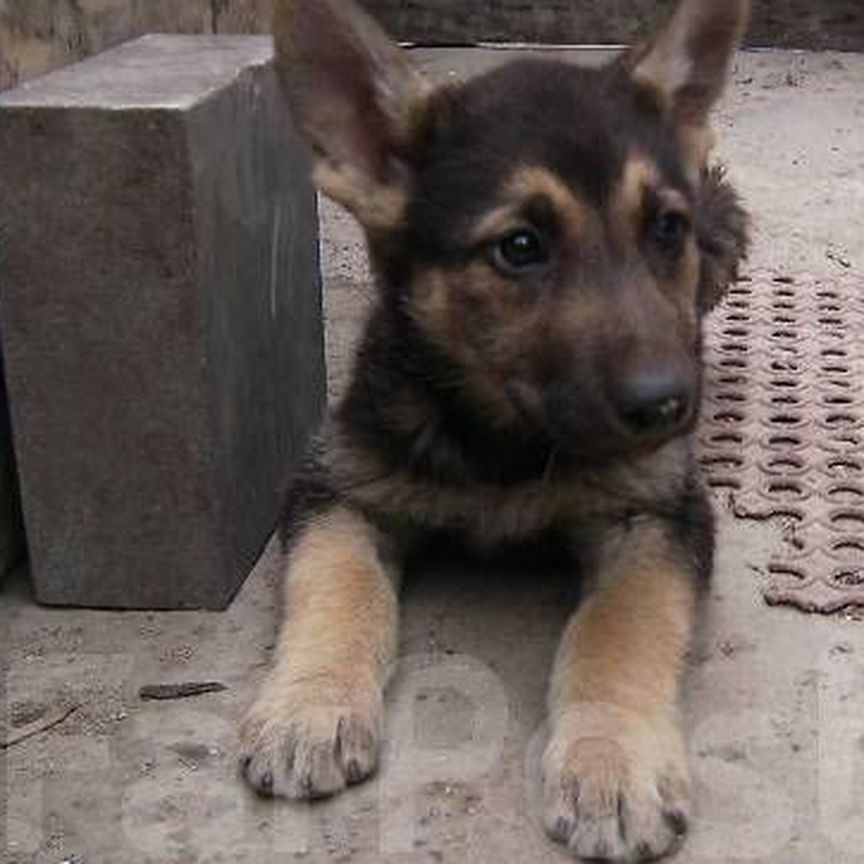 Восточноевропейская овчарка, щенок