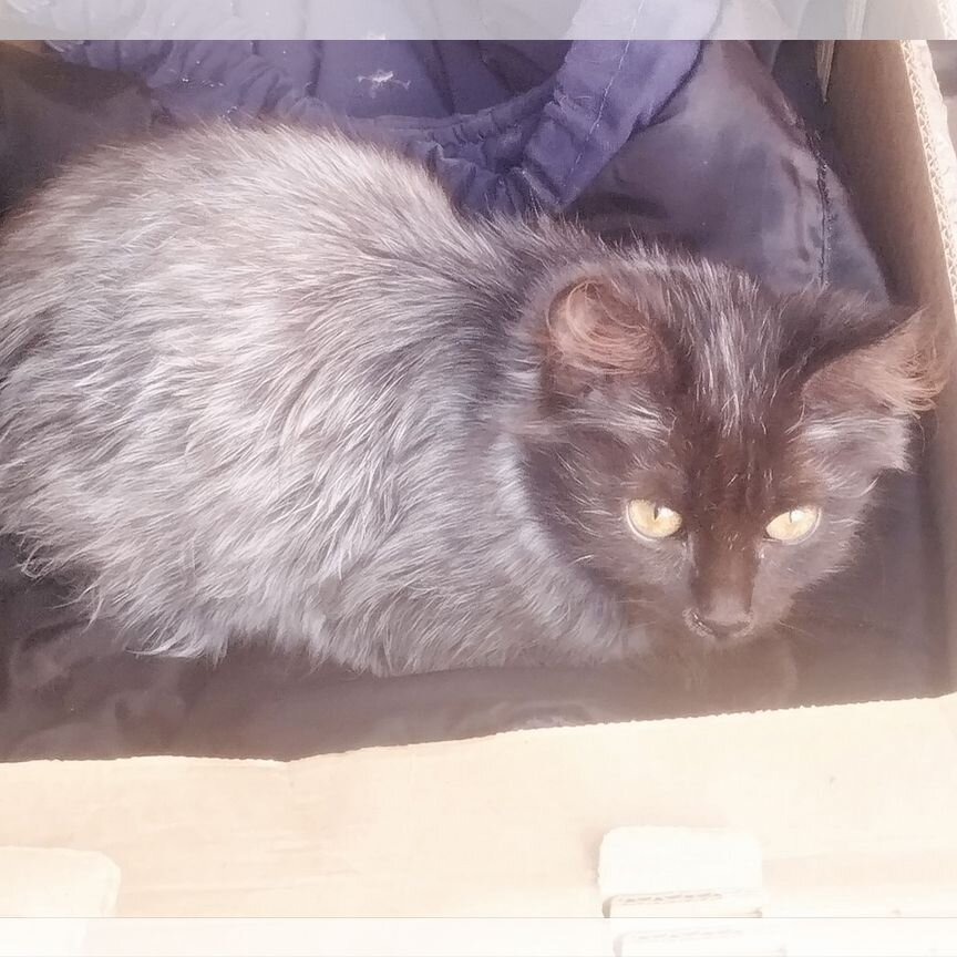 Отдам кошечку в добрые руки