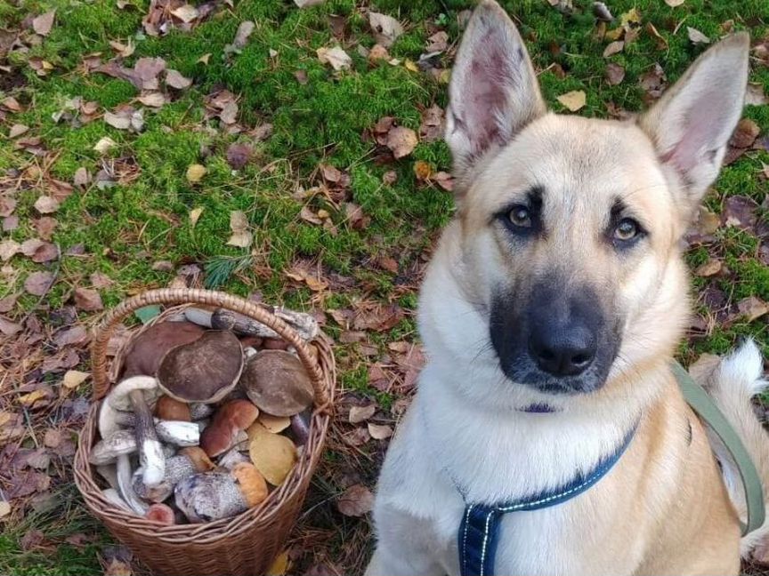 Собака в добрые руки