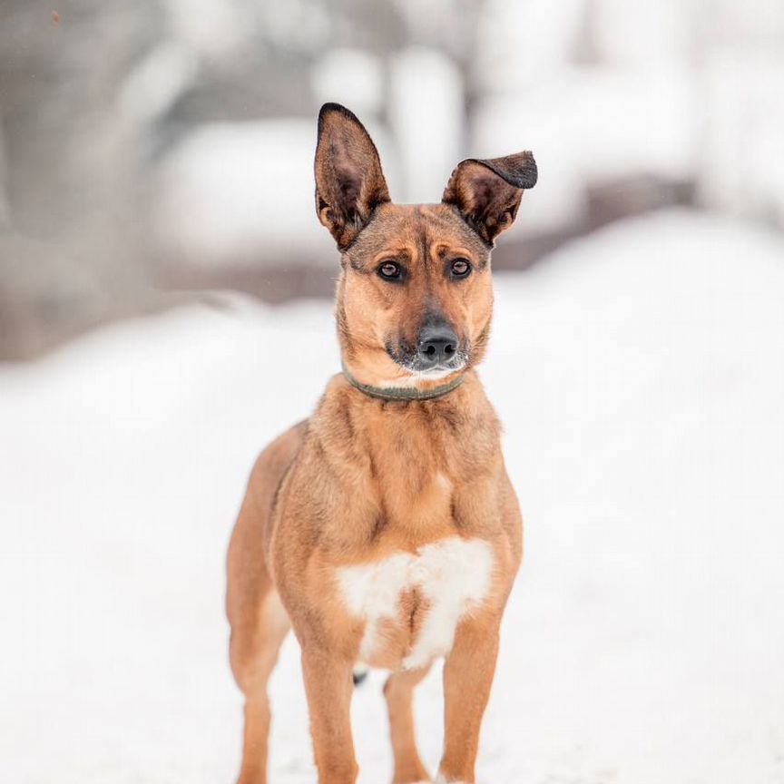 Лиса. Маленький компаньон