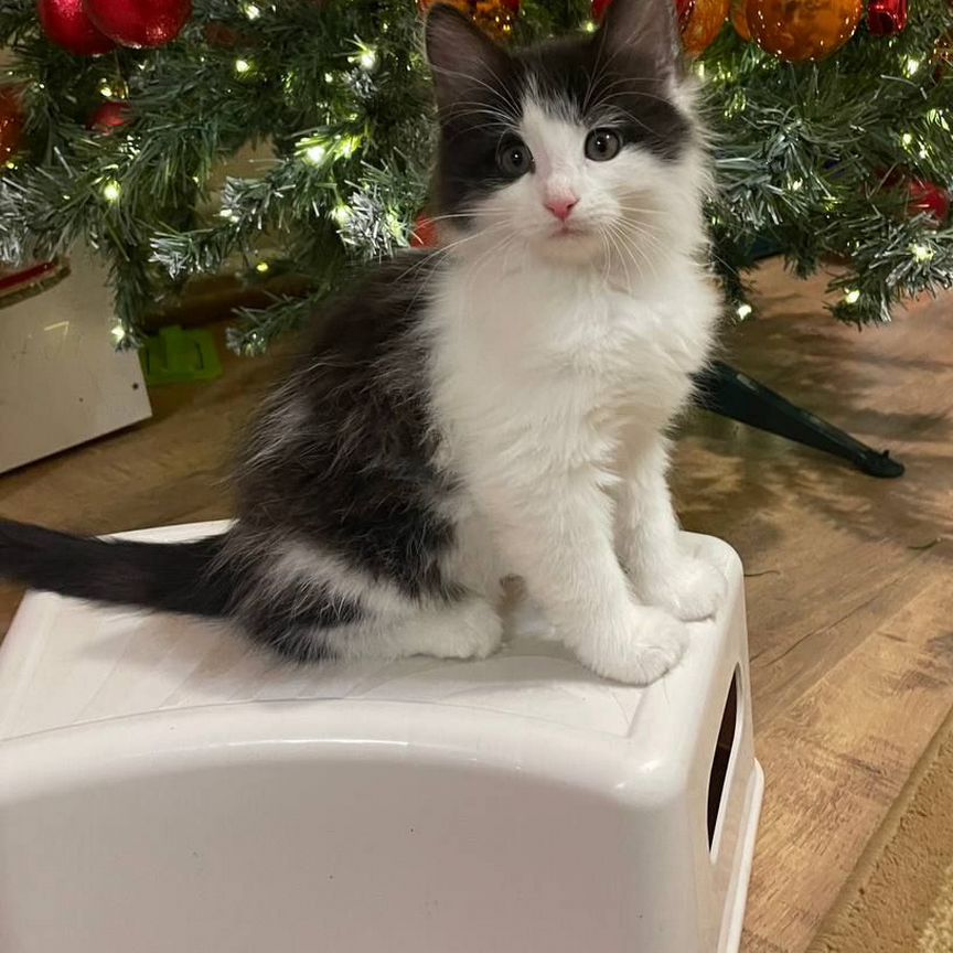 Котёнок в добрые руки