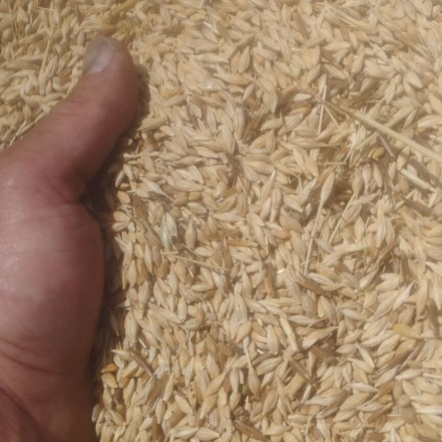 Ячмень озимый