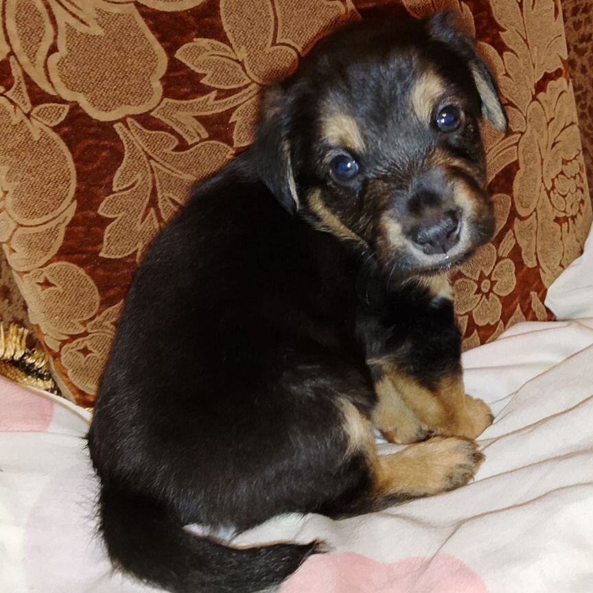 Пудель, щенок