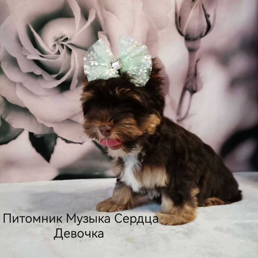 Шоколадная малышка