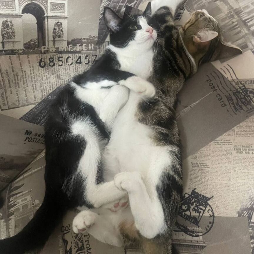 Котята в добрые руки приучены к лотку