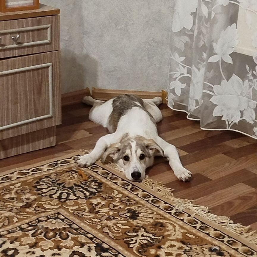 Отдам в добрые руки щенка