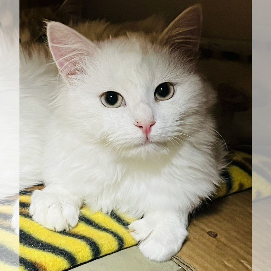 Турецкая ангора котёнок