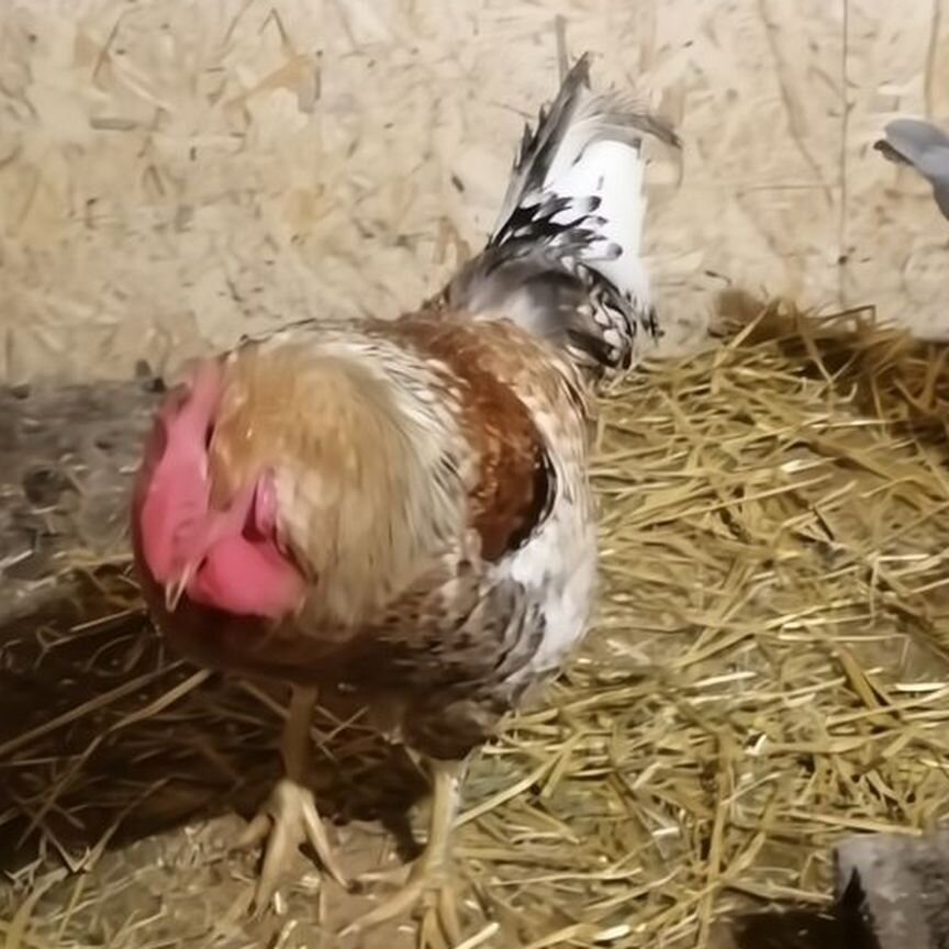 Молодые петухи