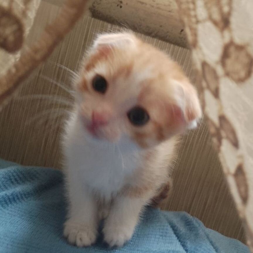 Продам котят