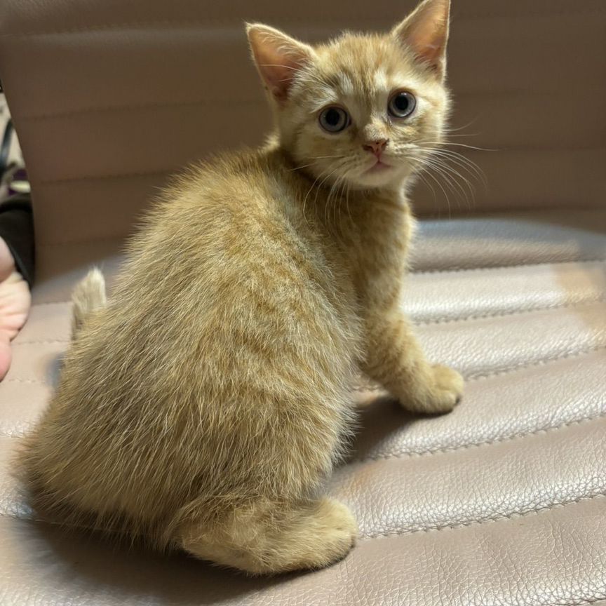 Шотландский прямоухий короткошёрстный котёнок