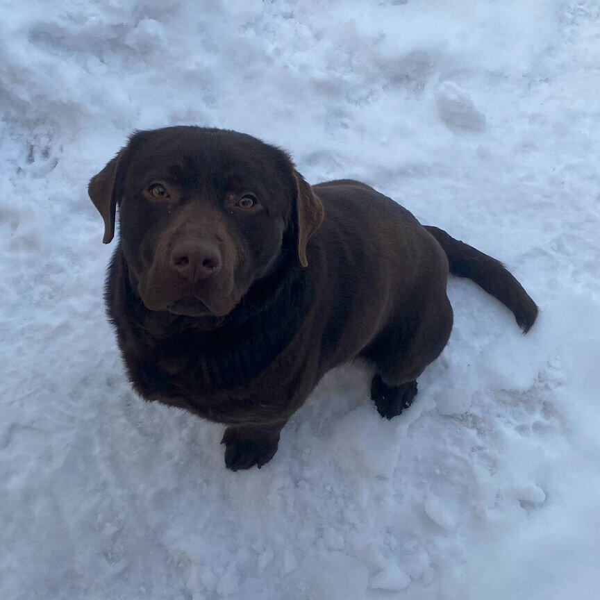 Лабрадор Арчи, в добрые руки