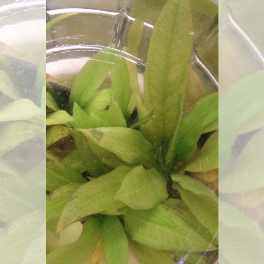 Эхинодорус Блехера ростки