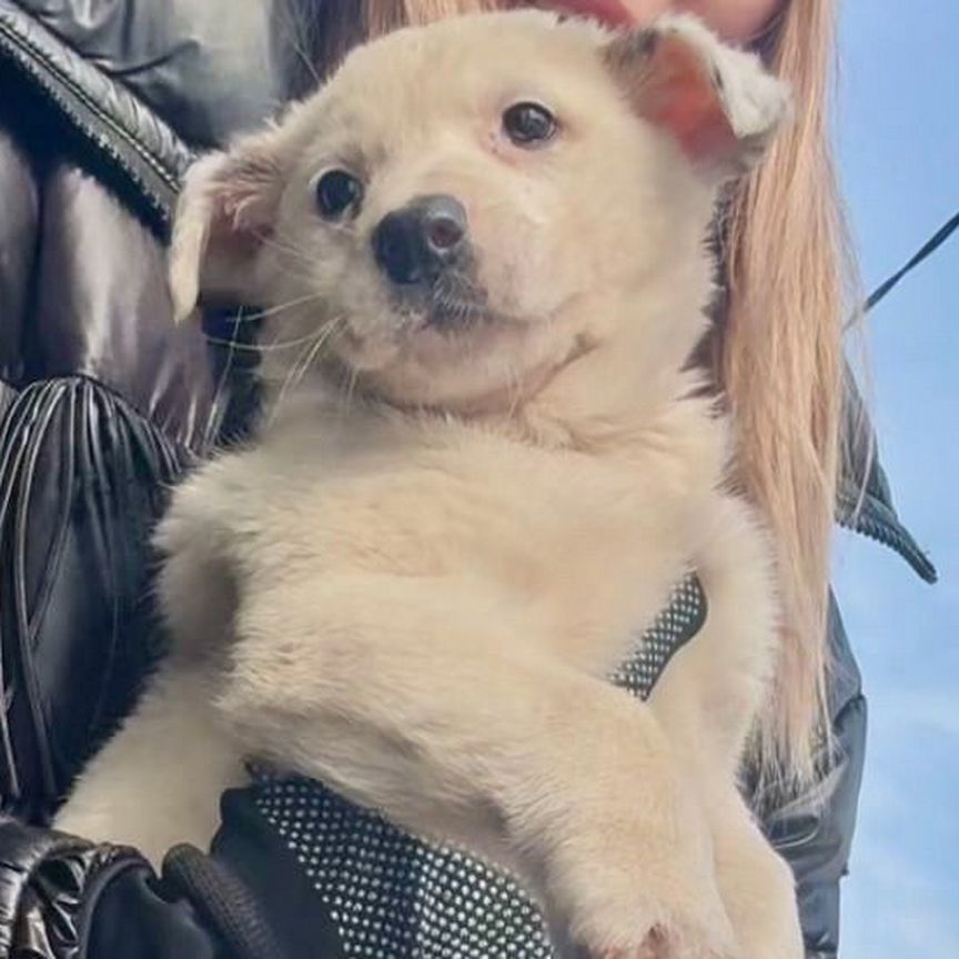 Щенок мальчик в добрые руки