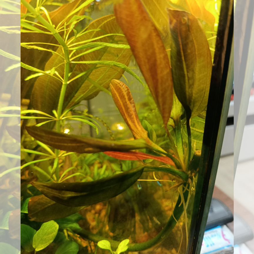 Аквариумные растения