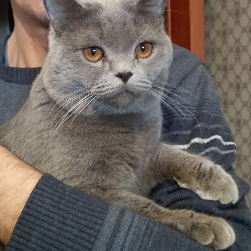 Кот британец в добрые руки