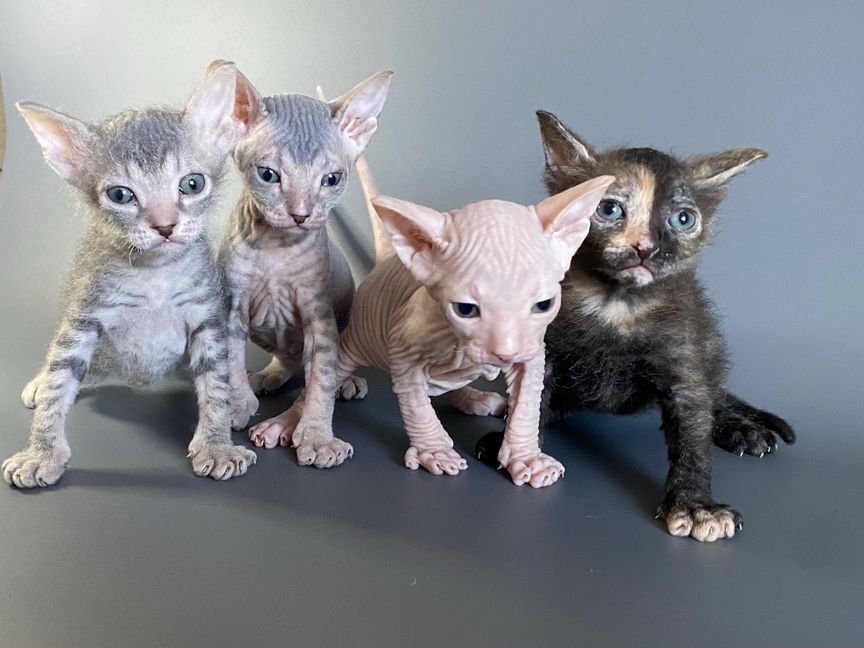 Котята донского сфинкса