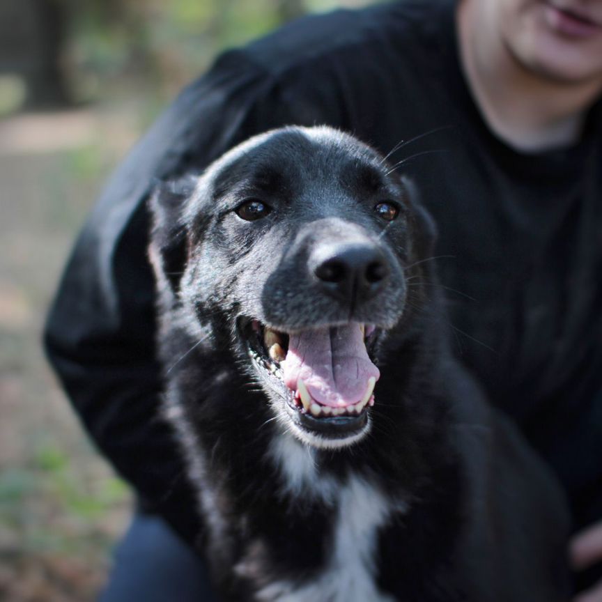 Небольшой пёсик Бантик в добрые руки