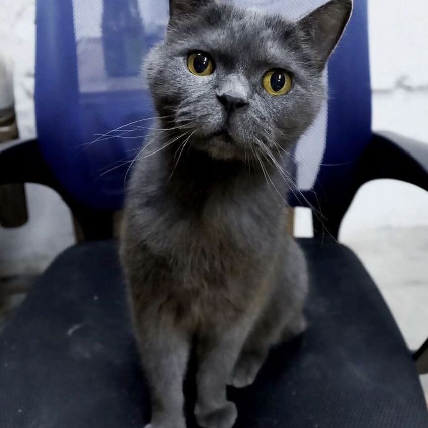 Кот 2 года кастрирован