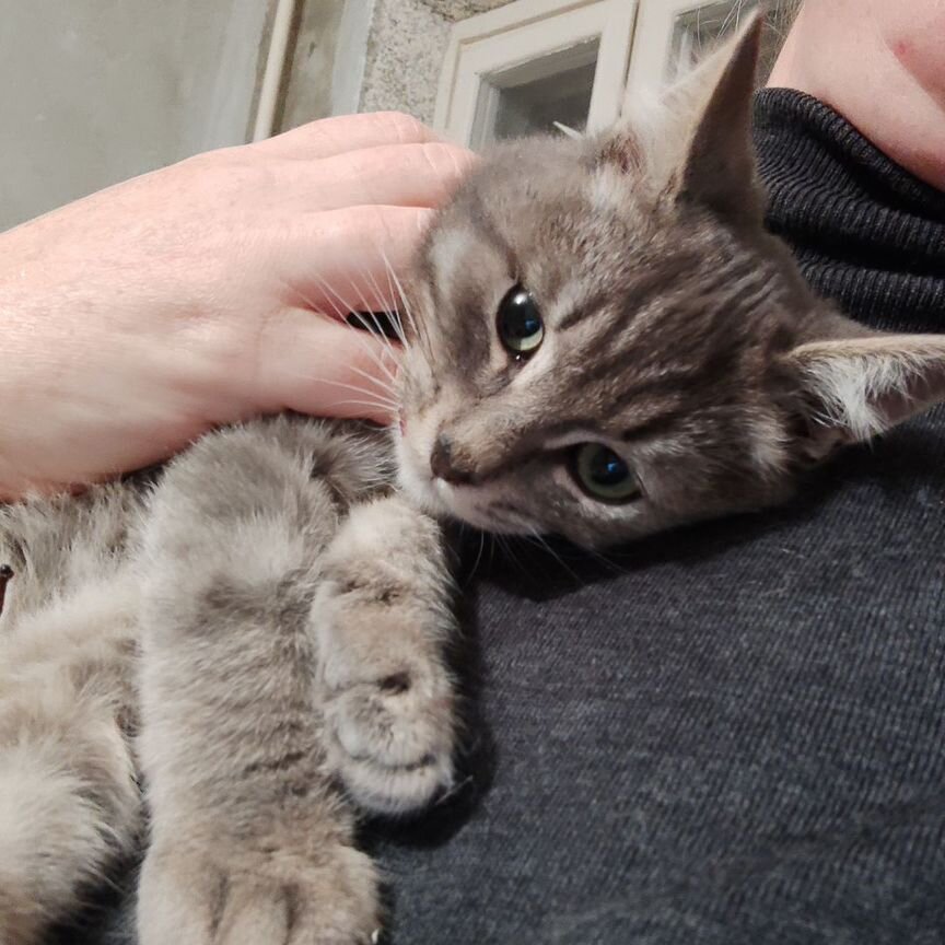 Котенок мальчик, спасённый с улицы в дар